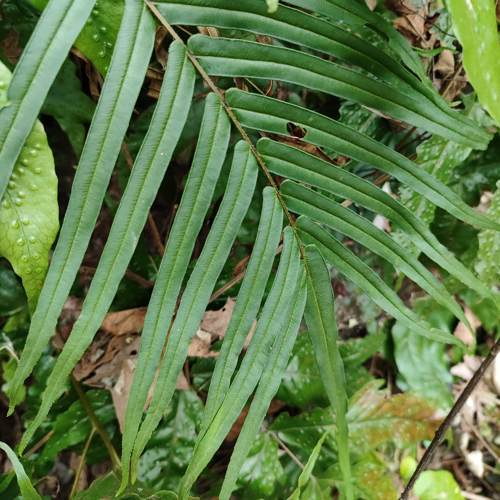Ladder brake from cascadas, Guadalupe, N.L., México on February 1, 2025 ...