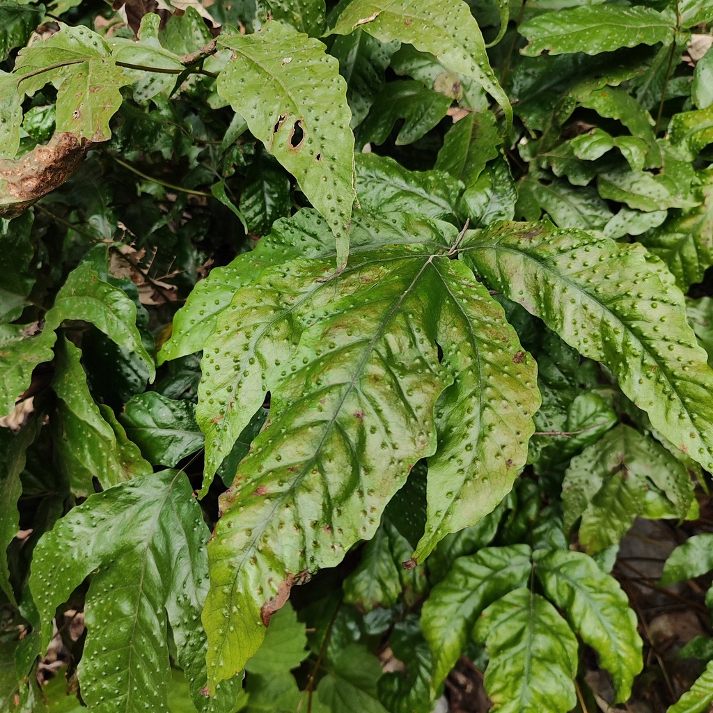 Broad Halberd Fern from Cascadas, Guadalupe, N.L., México on February 1 ...