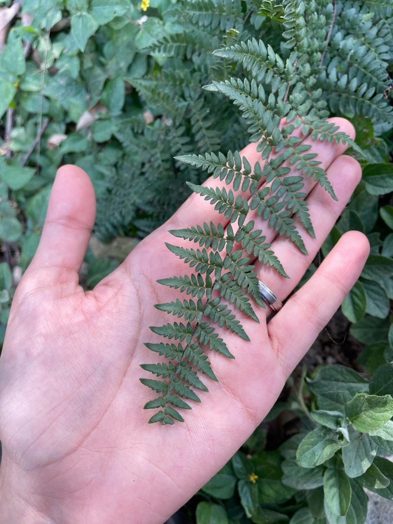 lip ferns from Guadalupe, N.L., México on February 2, 2025 at 05:11 PM ...