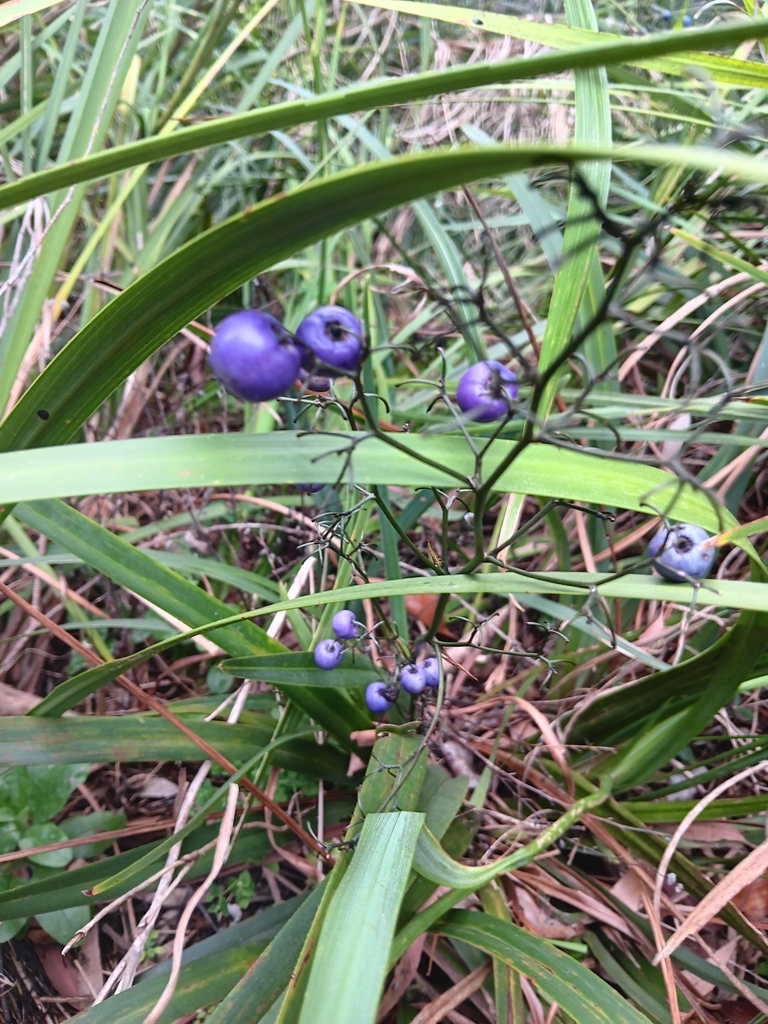 flax-lilies from Warragul VIC 3820, Australia on February 3, 2025 at 10 ...