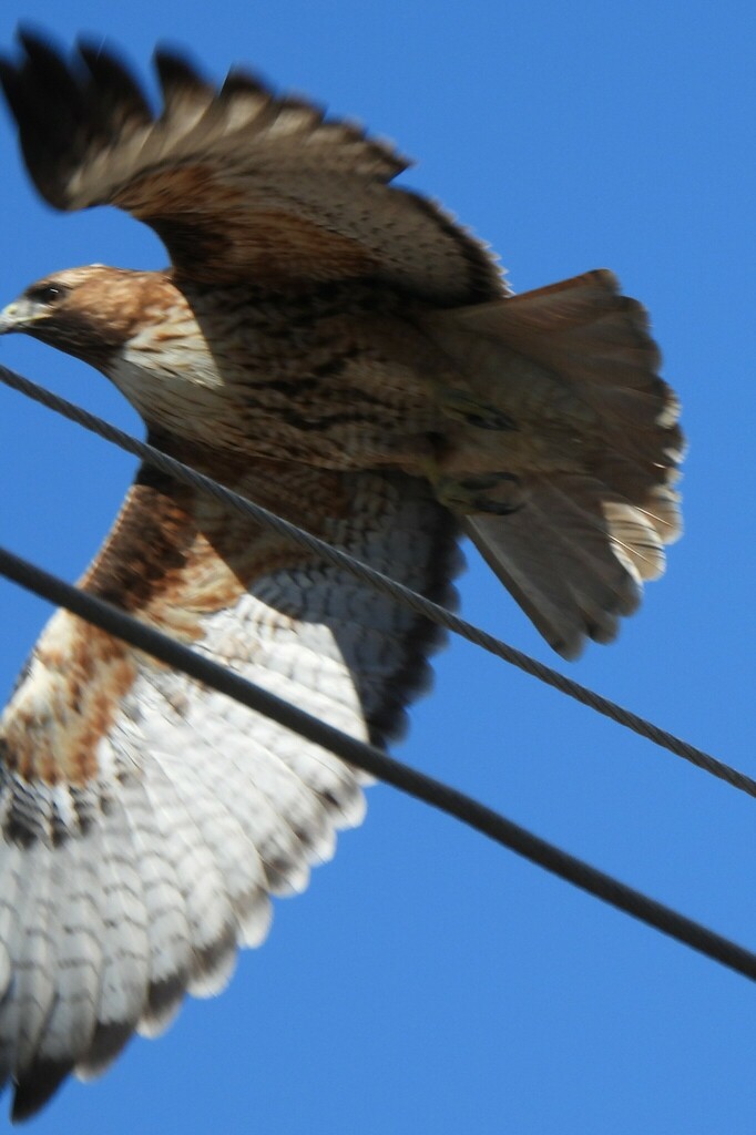 Red-tailed Hawk from Sinaloa, Mexico on February 02, 2025 at 02:17 PM ...