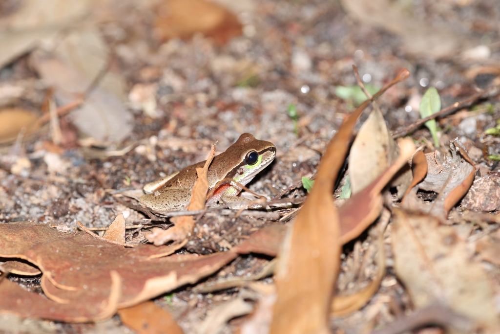Blue Mountains Tree Frog from Blue Mountains, NSW, Australia on ...