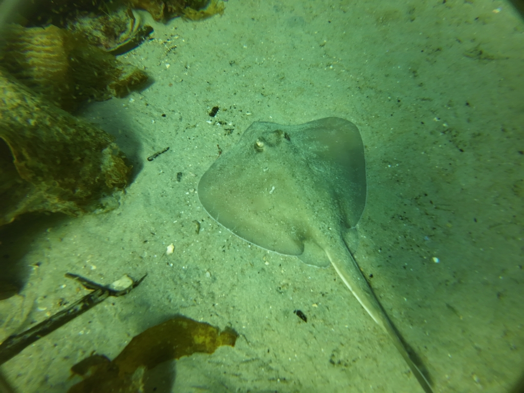 Sparsely-spotted Stingaree from Fortescue TAS 7182, Australia on ...