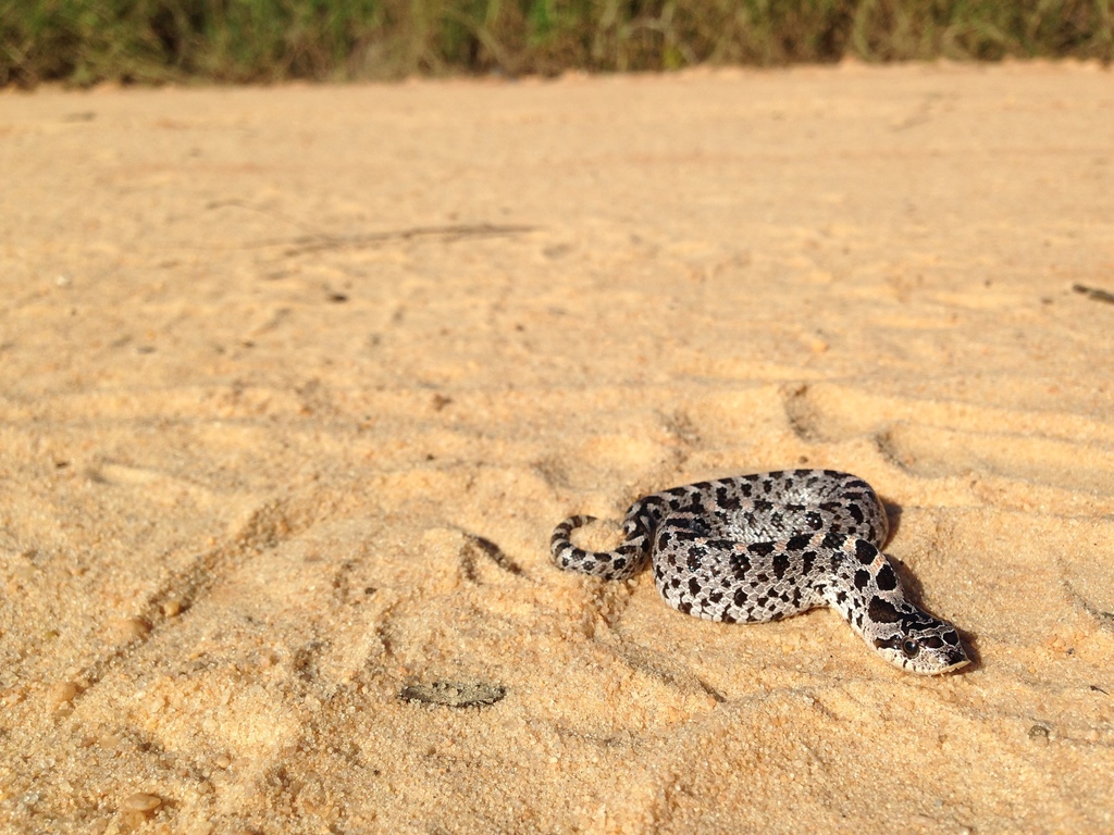 Southern Hognose Snake in October 2018 by joegordon43 · iNaturalist