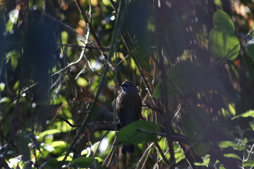 Brown-backed Solitaire from San Gabriel, Jal., México on December 25 ...
