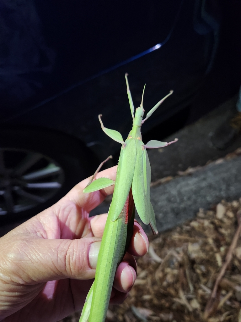 Red-shouldered Phasmid from Eden Hills SA 5050, Australia on February 1 ...