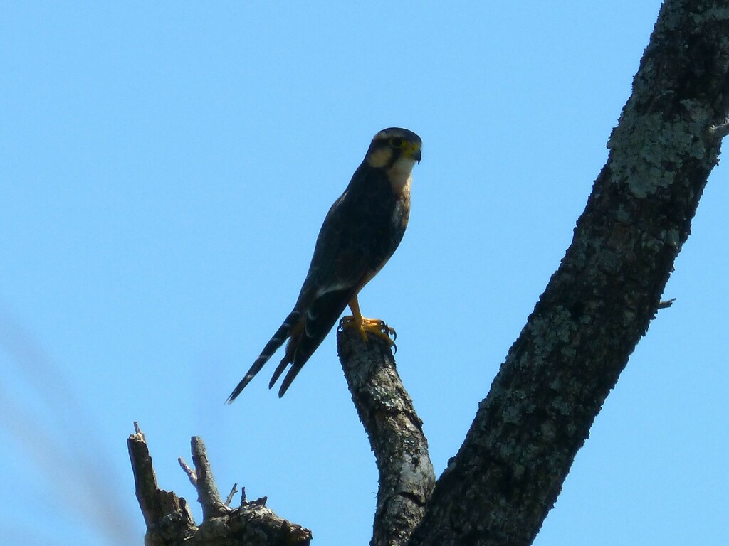 Aplomado Falcon from Candelaria, Misiones, Argentina on December 29, 2024 at 10:54 AM by Julia M ...