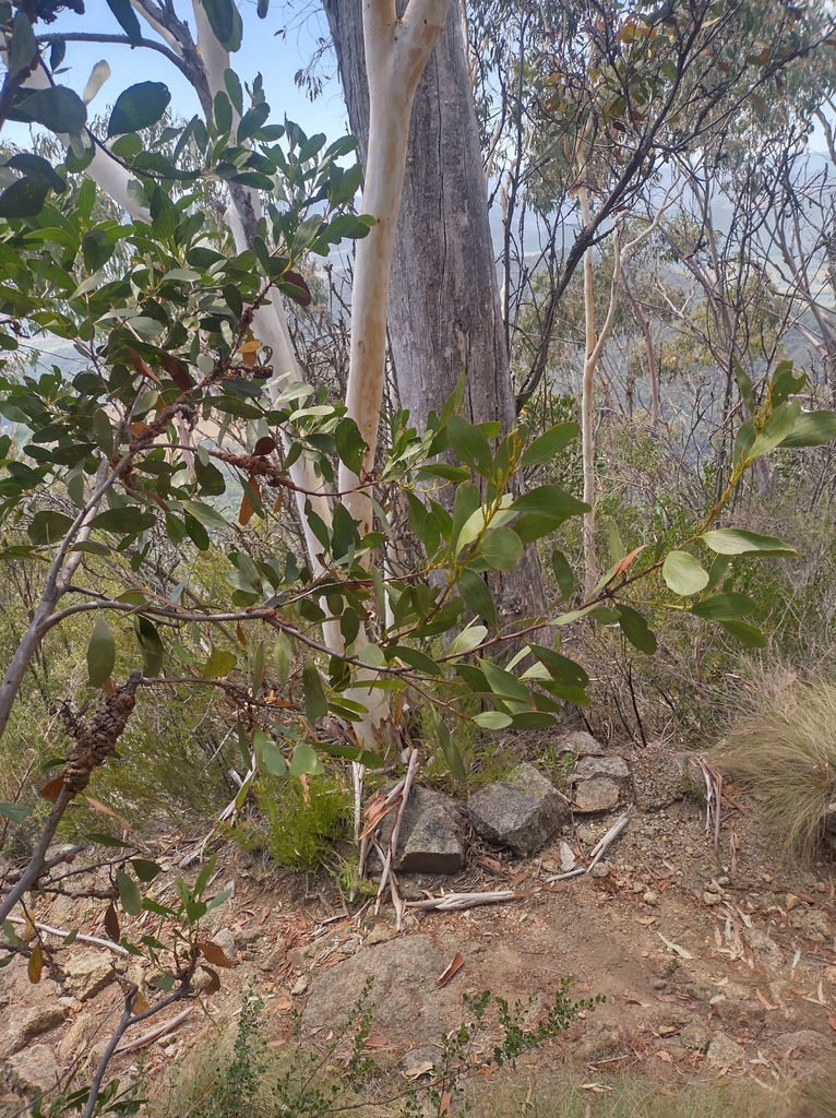 Buffalo Sallow-Wattle from Mount Buffalo, Alpine - East, Australian ...