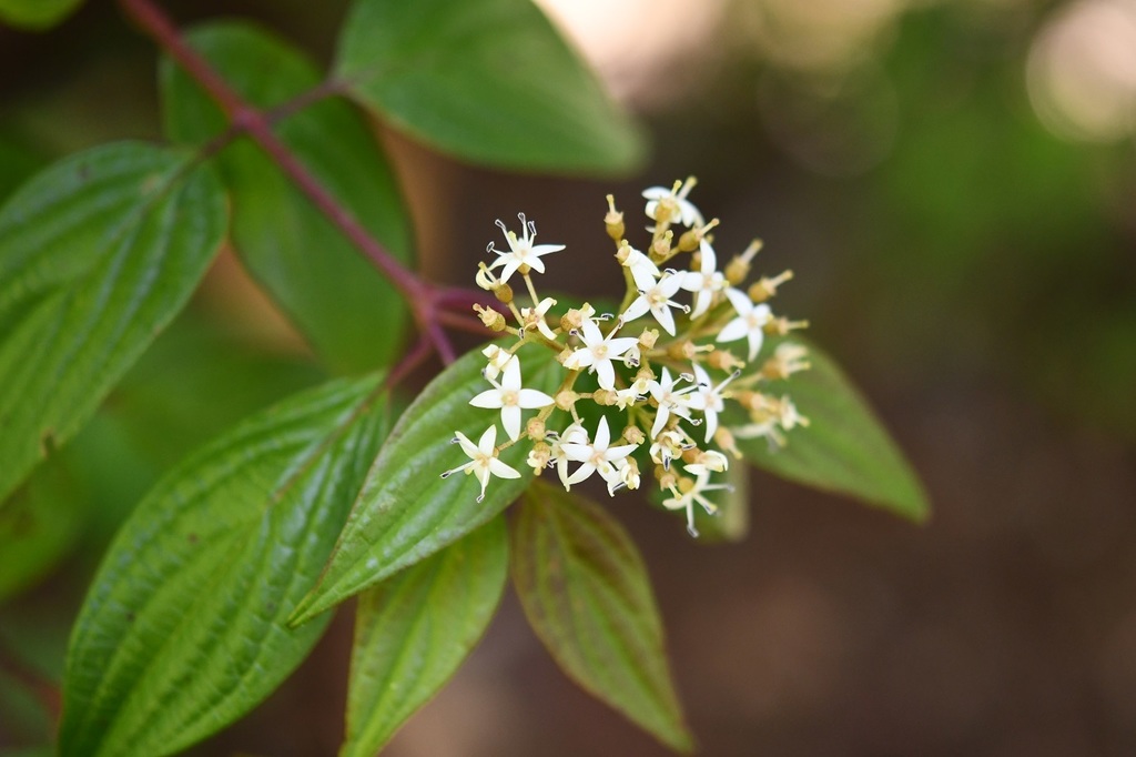 (Cornus excelsa) - Botanical Realm