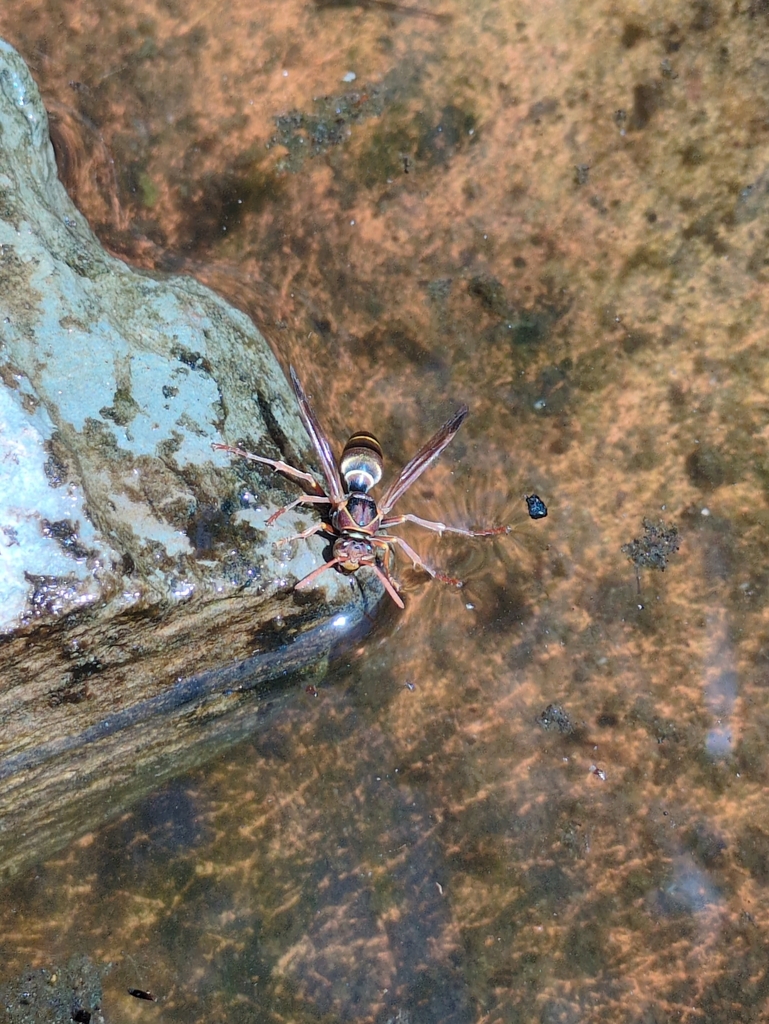 Typical Paper Wasps from Adelaide SA 5000, Australia on February 3 ...