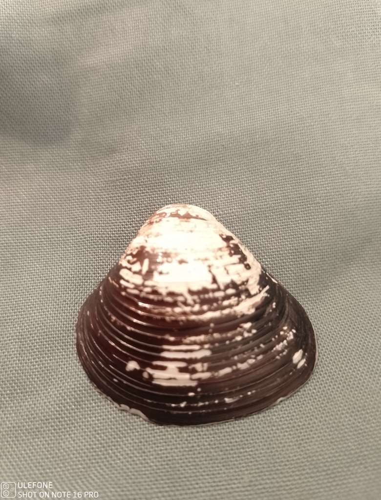 Asian Clam from Comté de Kane, Utah, États-Unis on December 24, 2024 by ...