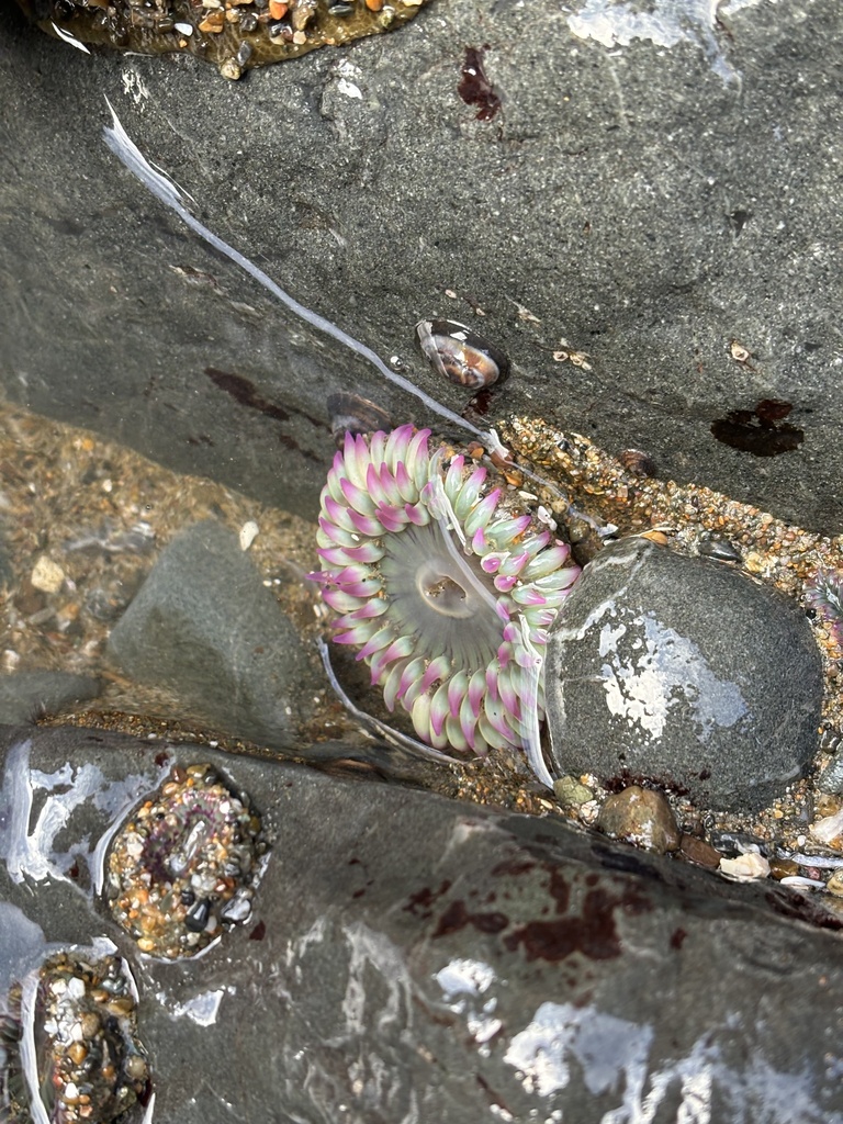 Aggregating Anemone from Golden Gate, San Francisco, CA, US on January ...