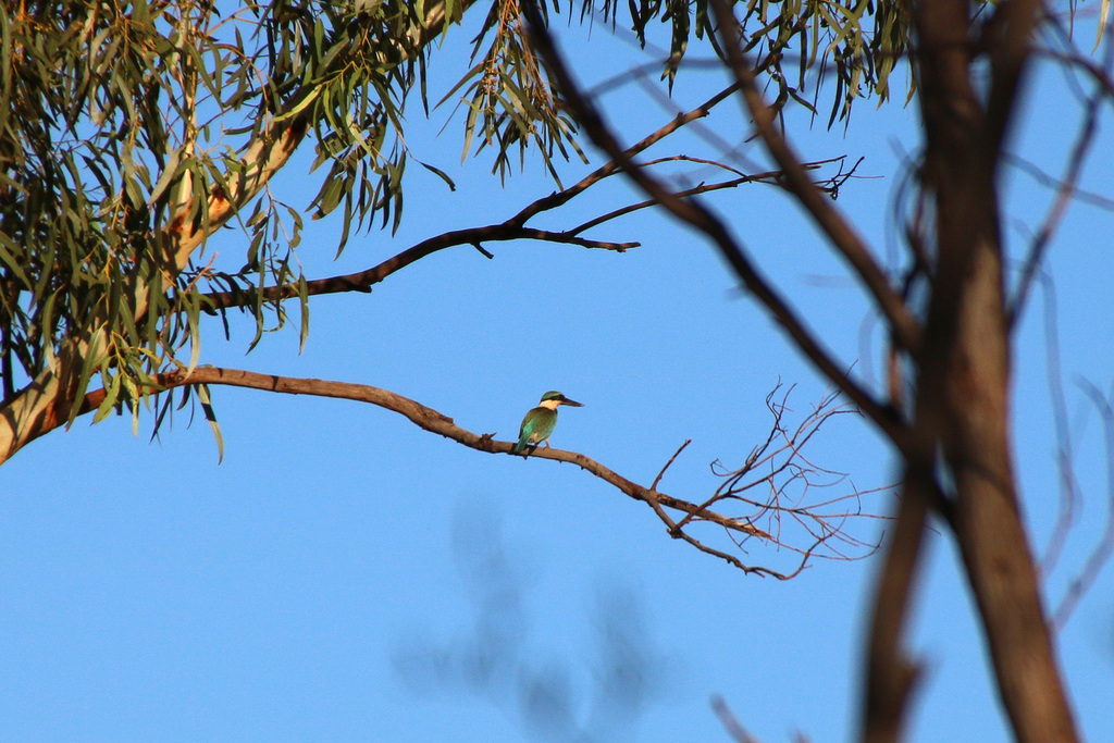 Sacred Kingfisher from Millstream WA 6716, Australia on January 23 ...