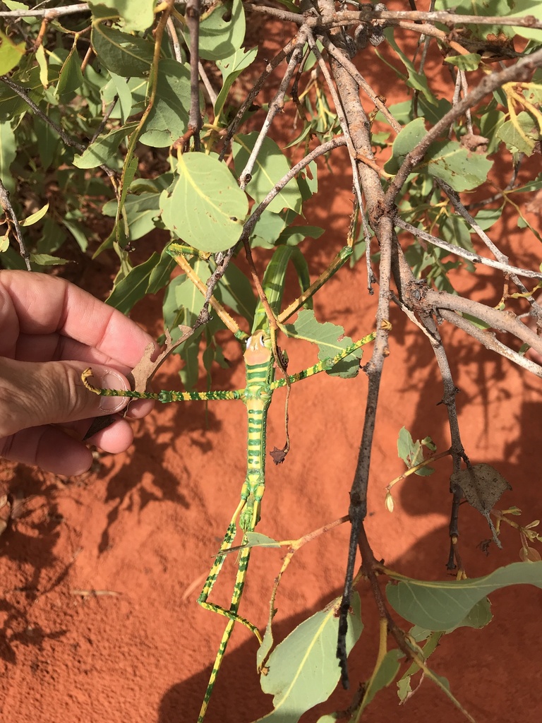 Darwin Stick Insect from Broome WA, Australia on January 24, 2021 at 09 ...