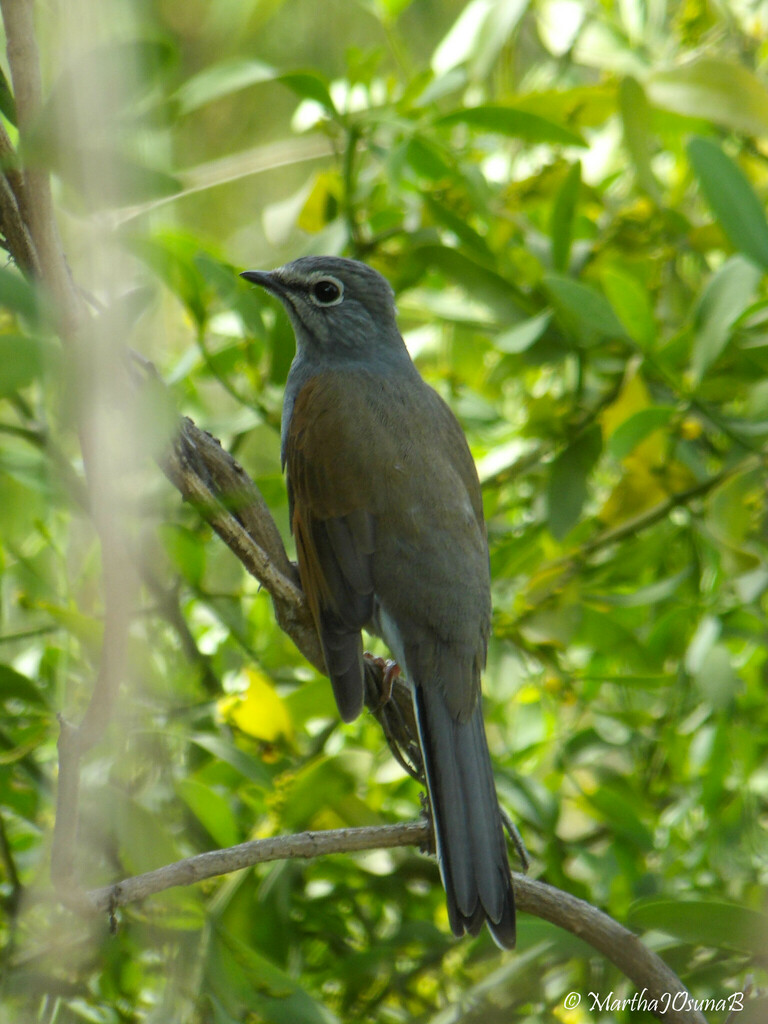 Brown-backed Solitaire from Culiacán, Sin., México on January 16, 2025 ...