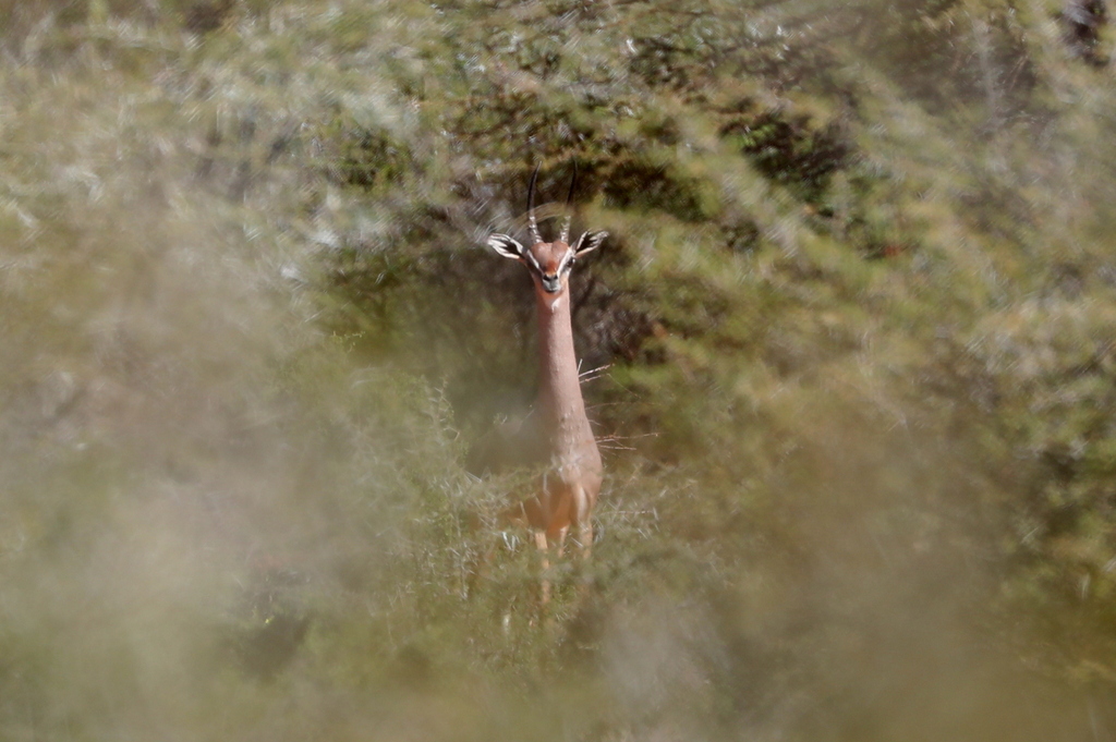 Dibatag in December 2024 by giant_eland · iNaturalist