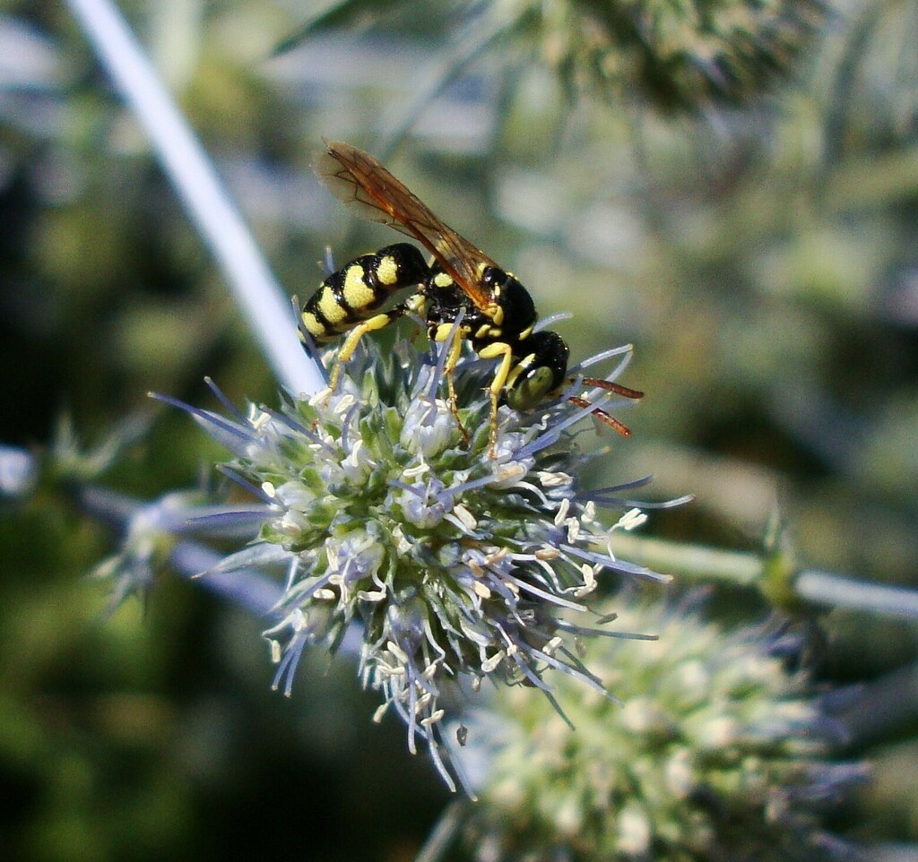 Beewolves from North Mission - Crawford, Kelowna, BC, Canada on August ...