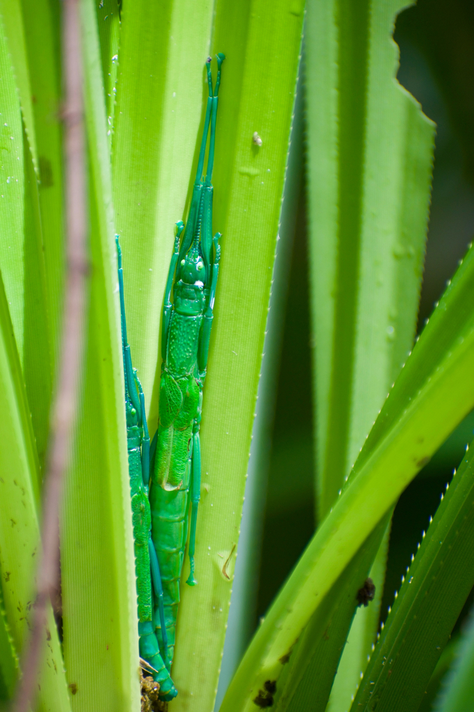 Peppermint Stick Insect from Cape Tribulation, QLD, AU on January 30 ...