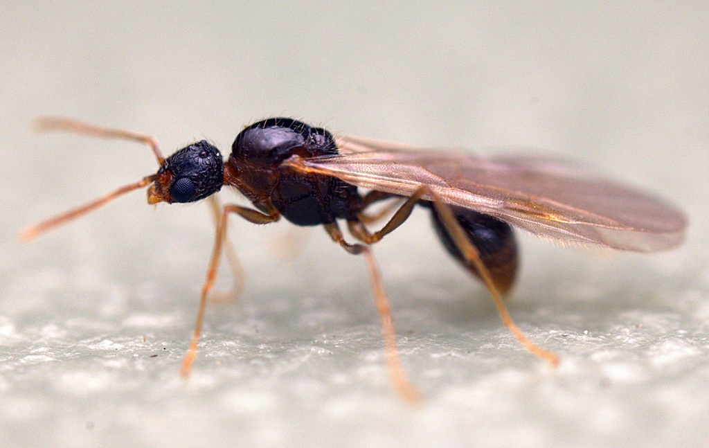 Grassii-group Fierce Ants from Ruawai, New Zealand on January 31, 2025 ...