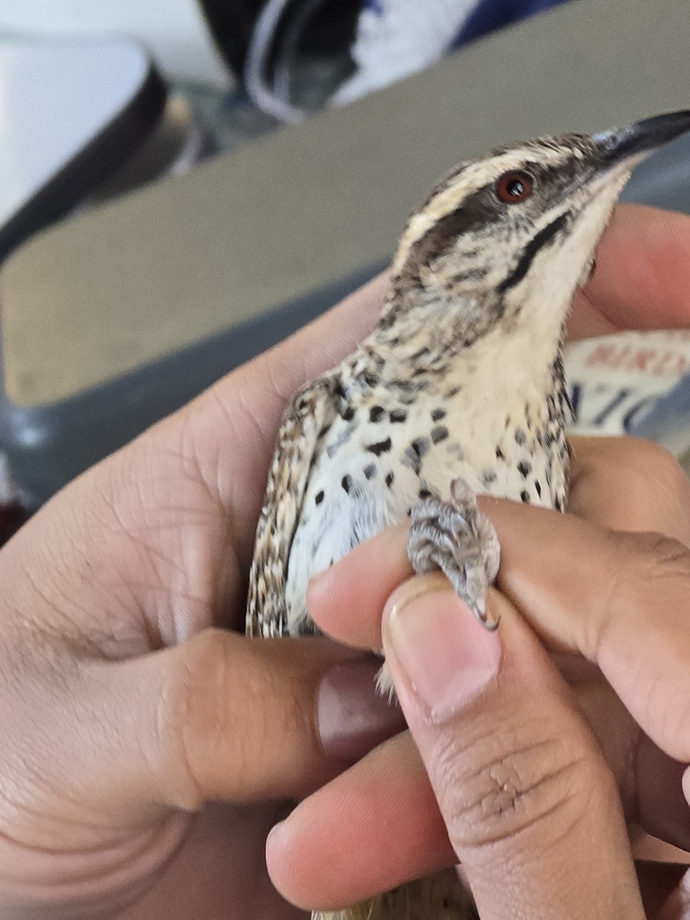 Spotted Wren from 58254 Mich., México on February 1, 2025 at 10:30 AM ...