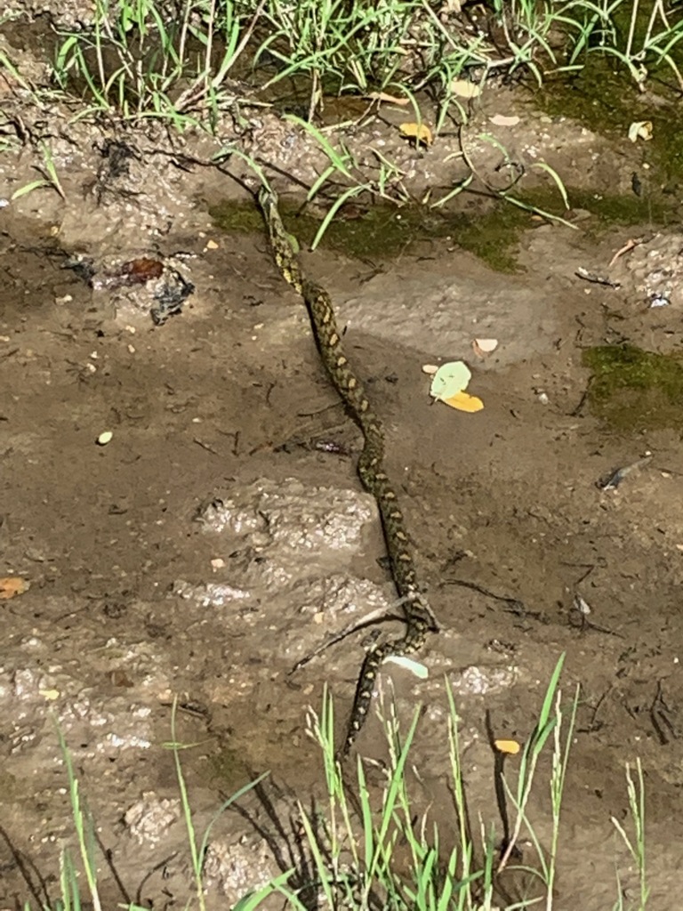 Big-eyed Bamboo Snake from Erlangshan area, Luding County, Garzê ...