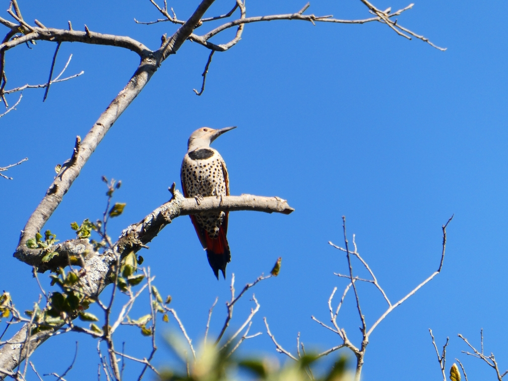 Northern Flicker from Santa Paula, CA 93060, USA on February 2, 2025 at ...
