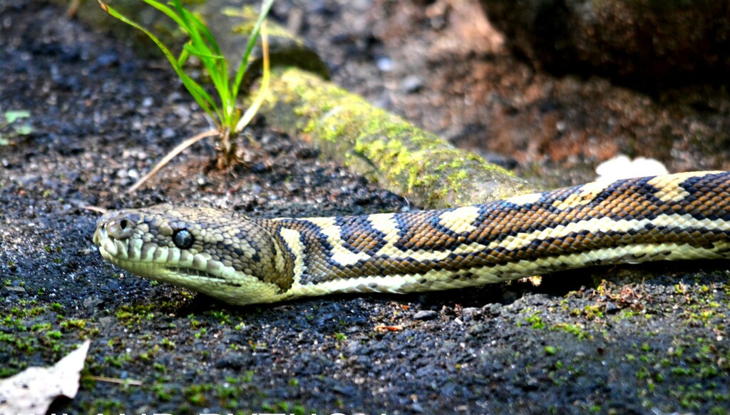 Coastal Carpet Python from Atherton QLD 4883, Australia on August 13 ...