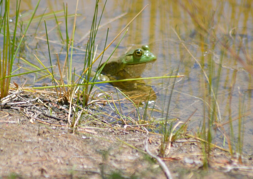 American Bullfrog from Cochise County, AZ, USA on August 02, 2023 at 11 ...