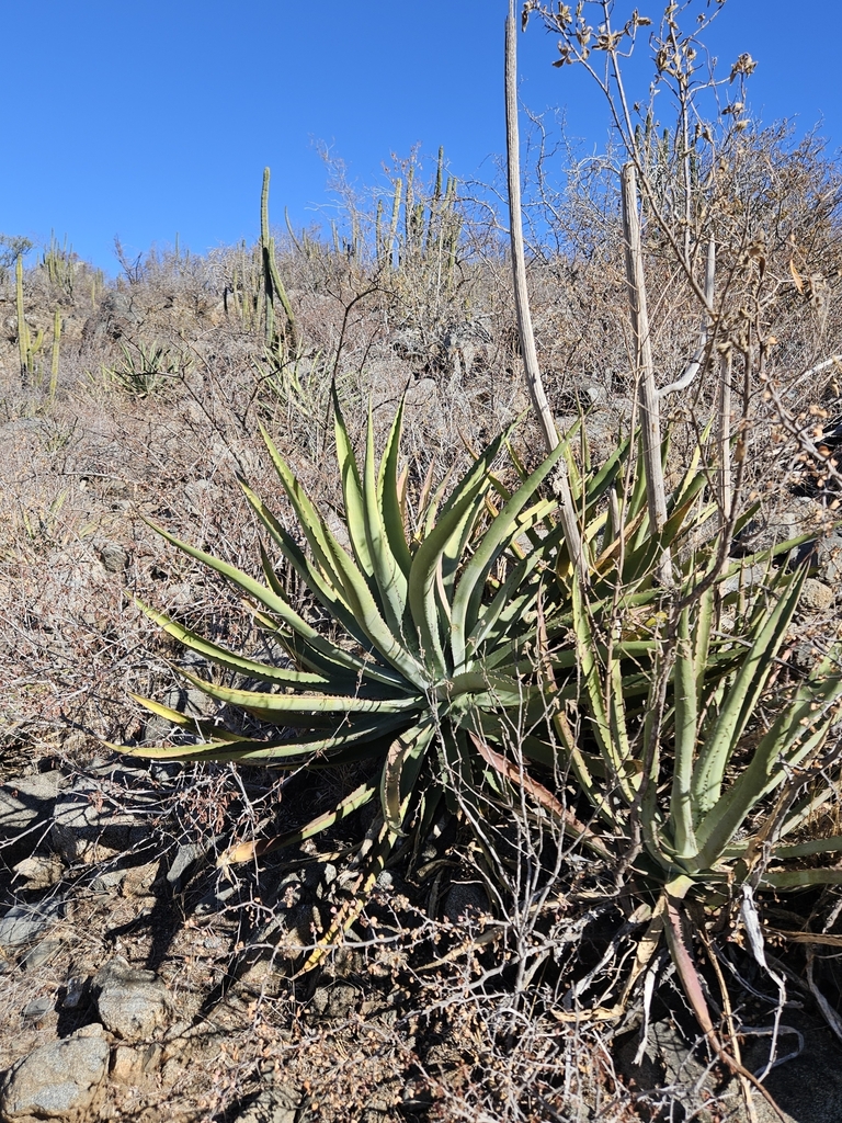 Baja California Sur Century Agave from 23248 BCS, Mexico on February 2 ...
