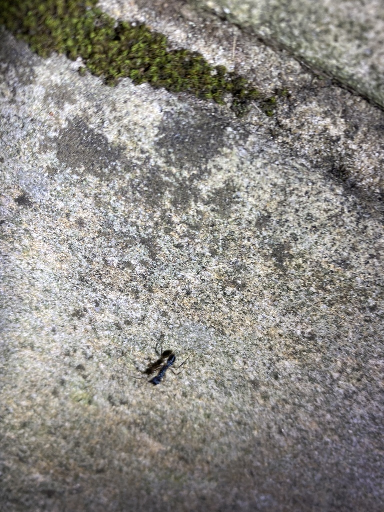 Blue Pony Ant from The University of Sydney, Darlington, NSW, AU on ...
