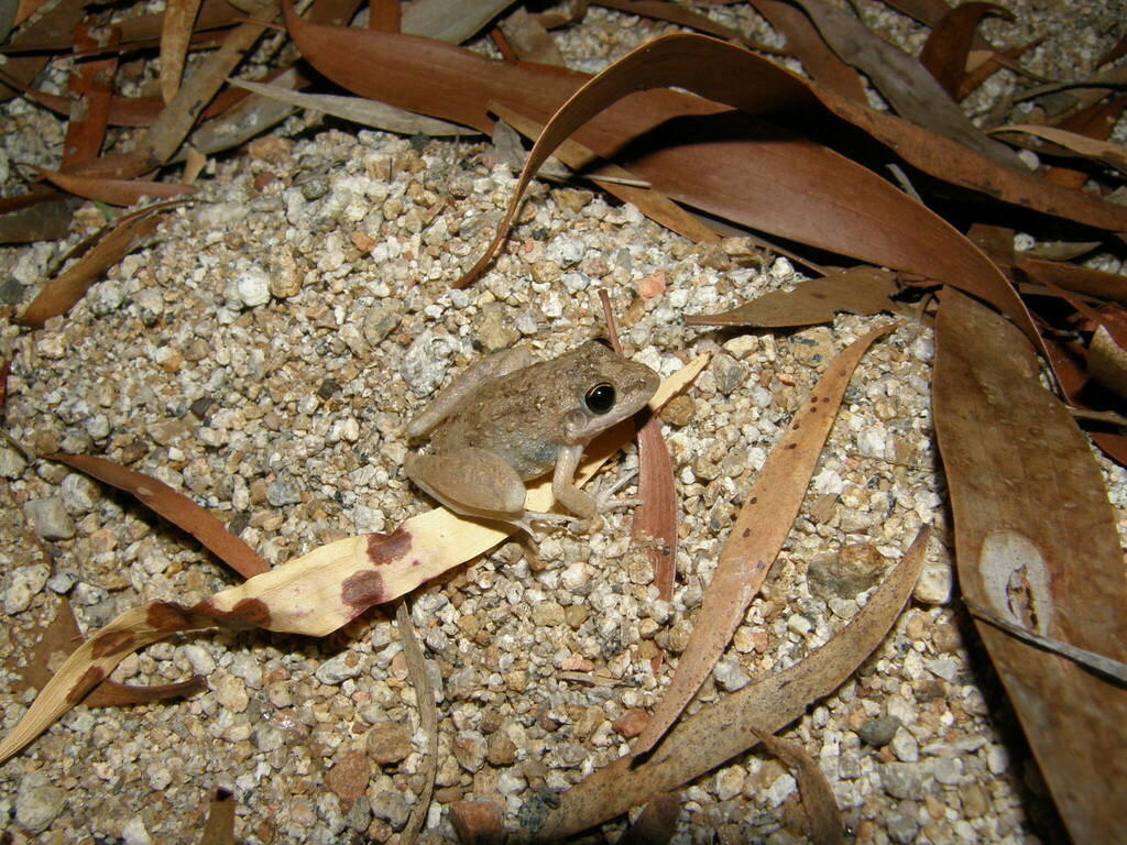 Bumpy Rocket Frog from Pinnacles QLD 4815, Australia on November 13 ...