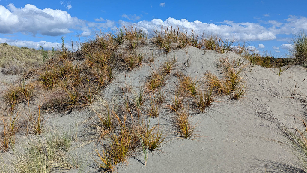 Pingao from Kuku 5570, New Zealand on February 2, 2025 at 04:25 PM by ...