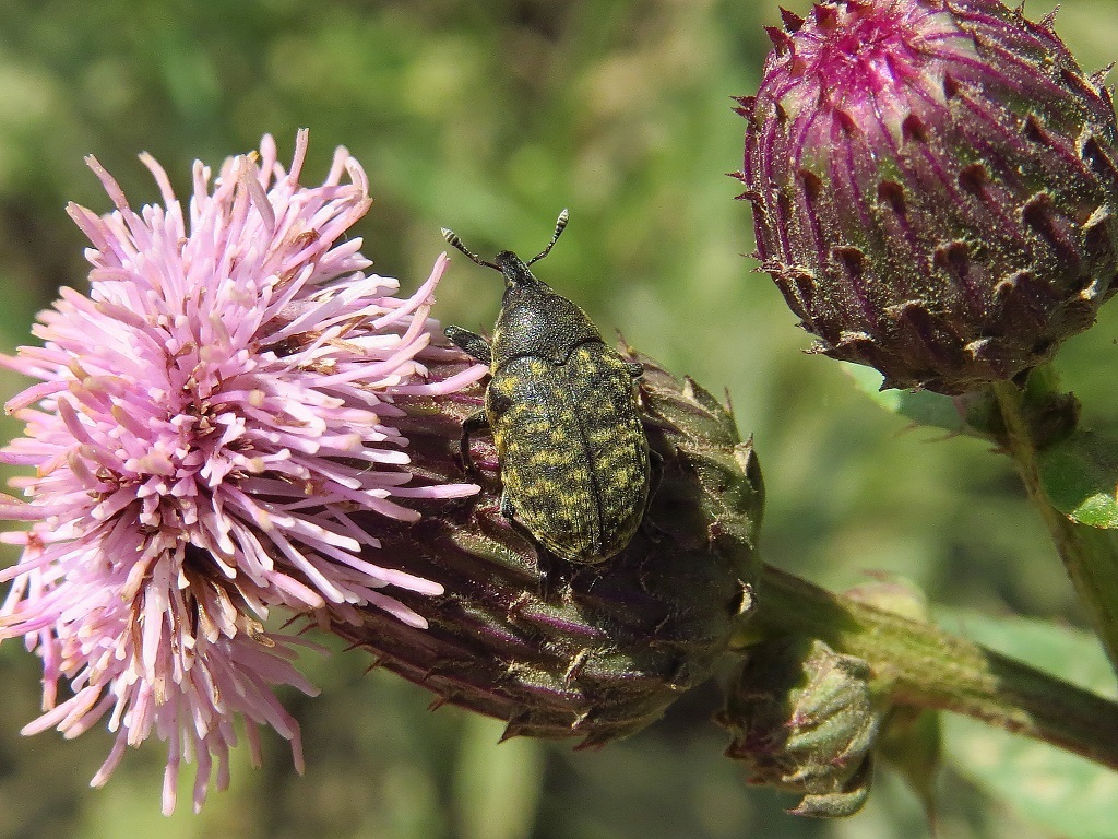 Turbine Cylindrical Weevil from Иркутский р-н, Иркутская обл., Россия ...