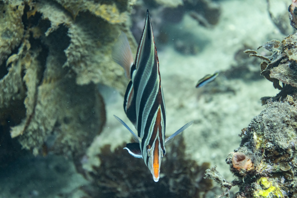 Eastern Talma from Shelly Beach, Manly NSW, Australia on February 2 ...