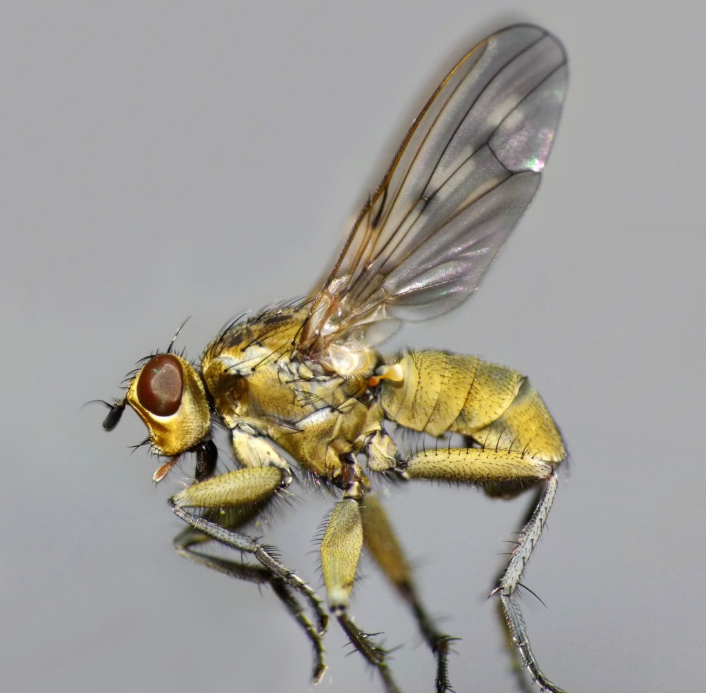 Limnohelina from Tomahawk Lagoon, Dunedin, NZ on February 1, 2025 by ...