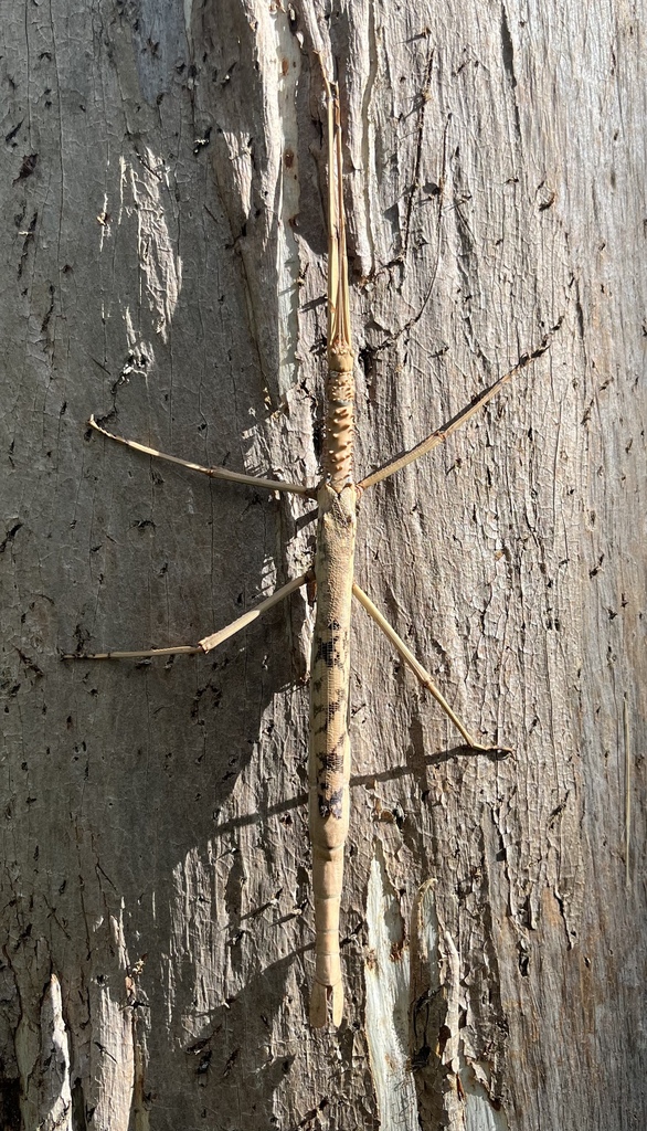 Giant Spiny Acrophylla from Glynton Rd, Riverbend, QLD, AU on February ...