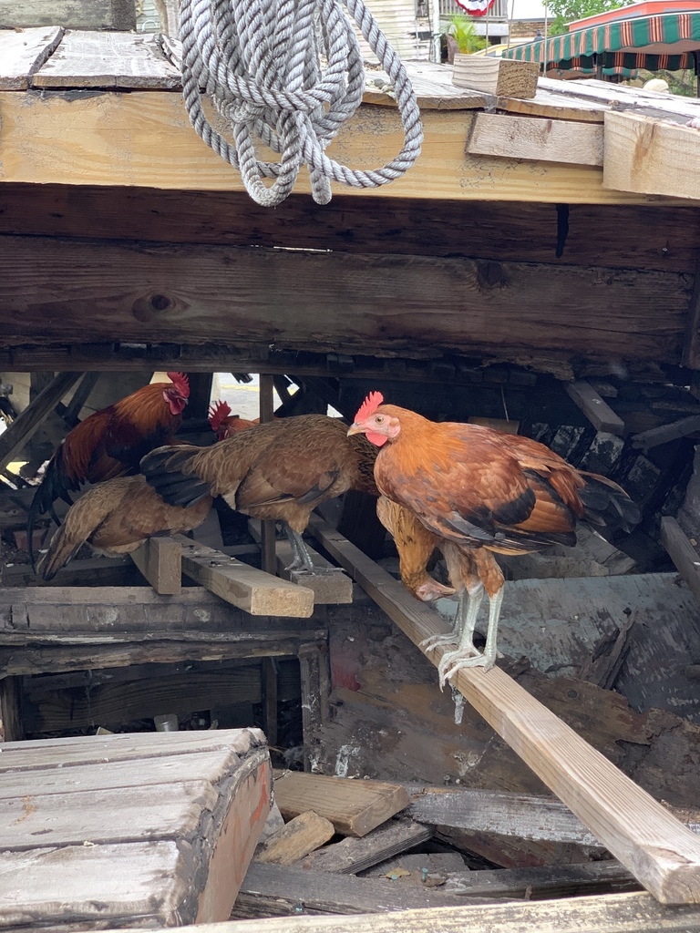 Domestic Chicken from 1 Whitehead St, Key West, FL, US on July 12, 2019 ...