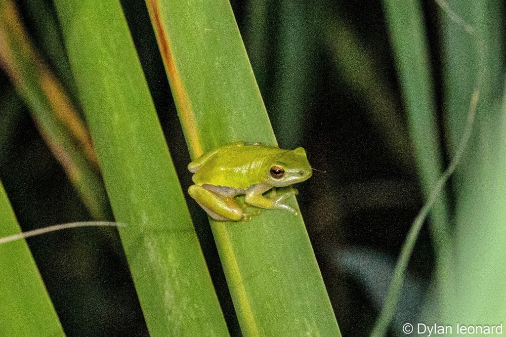 Pickersgill's Reed Frog from La Mercy, 4399, South Africa on January 31 ...