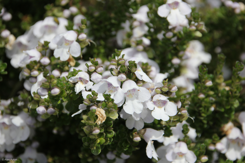alpine mint bush from Falls Creek VIC 3699, Australia on December 27 ...