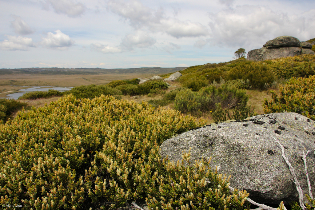Alpine Orites from Falls Creek VIC 3699, Australia on December 27, 2024 ...