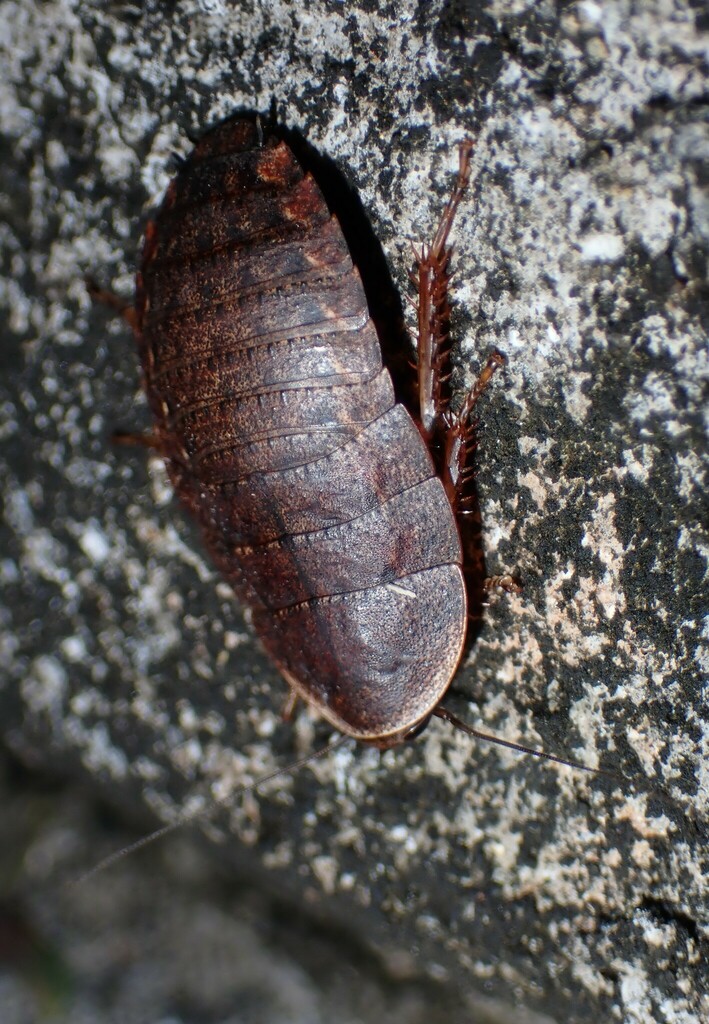 Amphibious Litter Cockroach from Kohatsu, Nishihara, Nakagami District ...