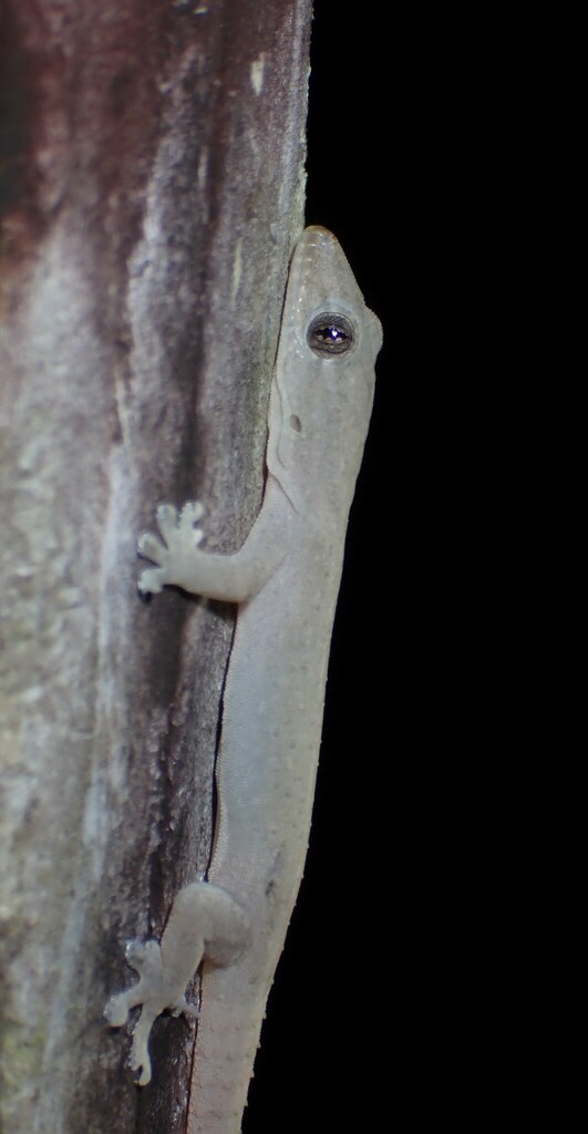 Asian House Gecko from Kohatsu, Nishihara, Nakagami District, Okinawa ...