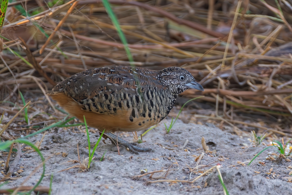 Barred Buttonquail from Huai Khamin, Dan Chang District, Suphan Buri ...