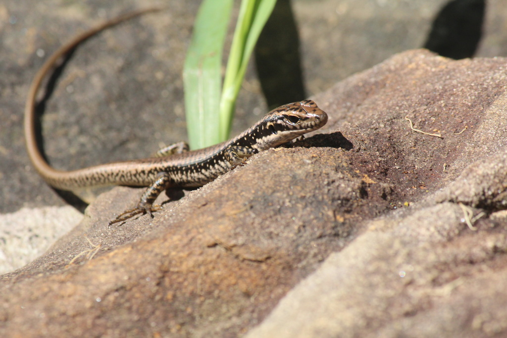 Yellow-bellied Water Skink from Kalinda Rd, Bullaburra, NSW, AU on ...