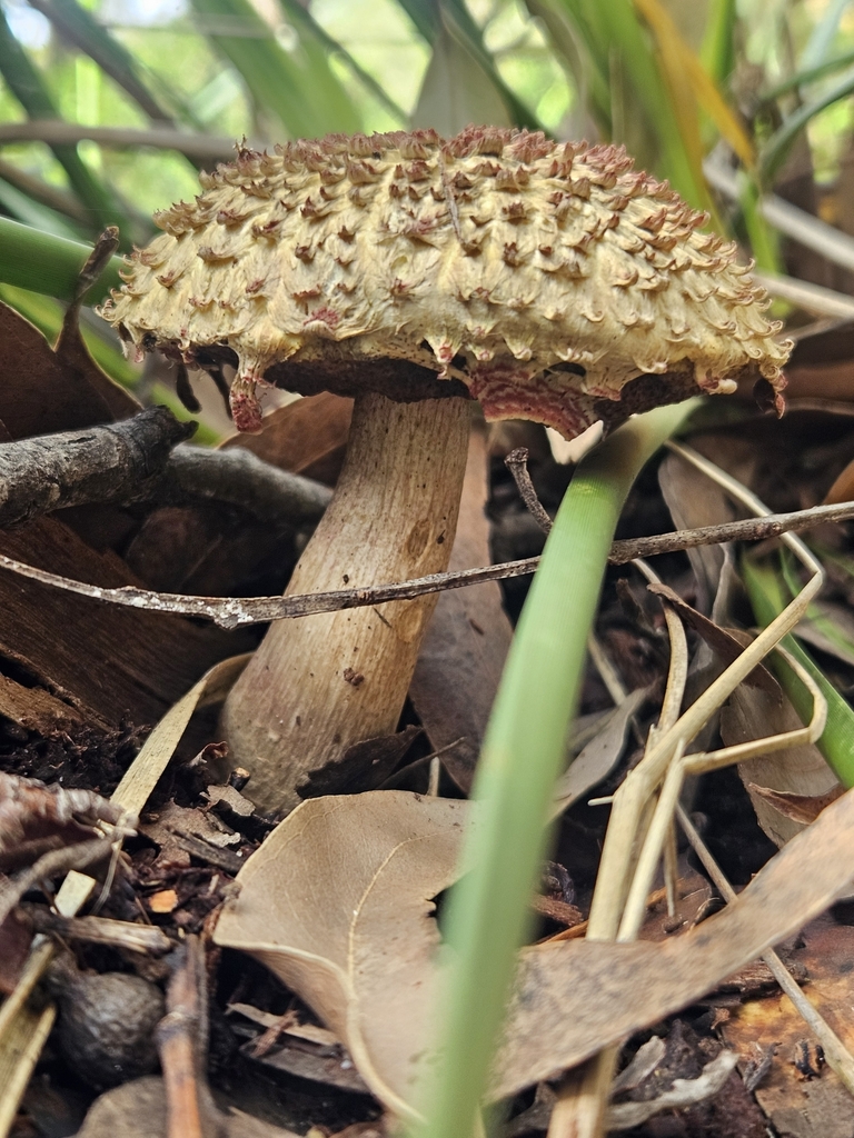 Boletellus from Seal Rocks NSW 2423, Australia on January 29, 2025 at ...
