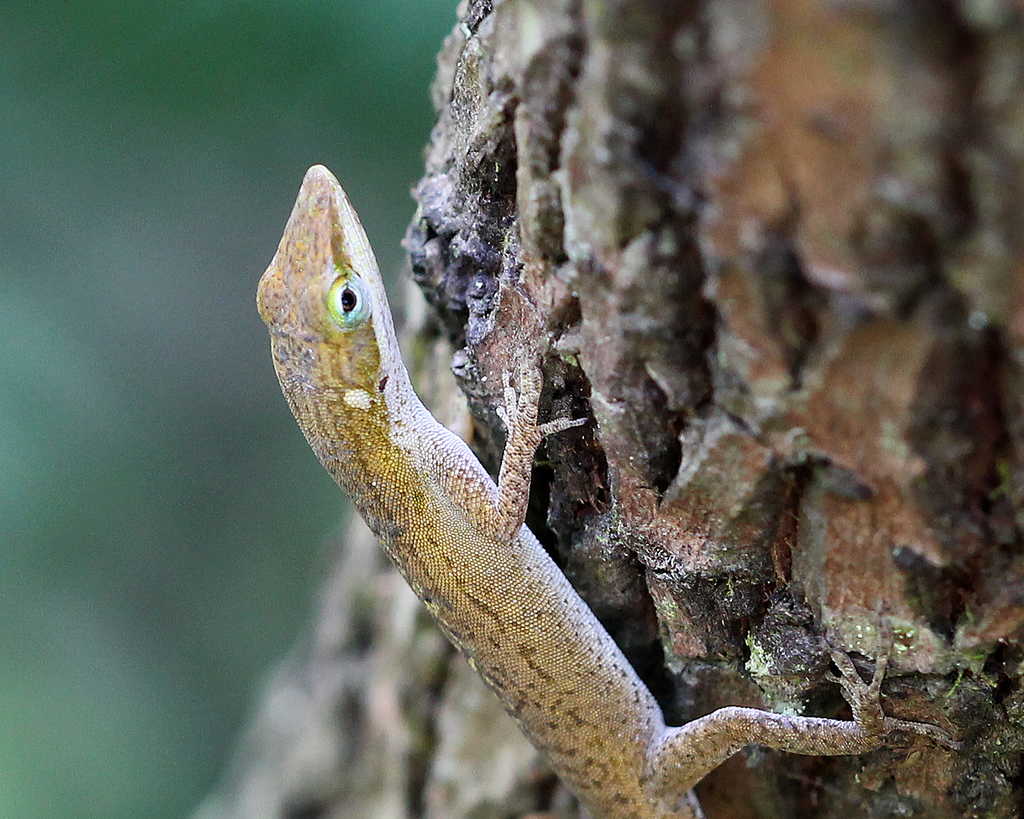Green Anole (Anolis carolinensis) (Wildlife of the United States ...