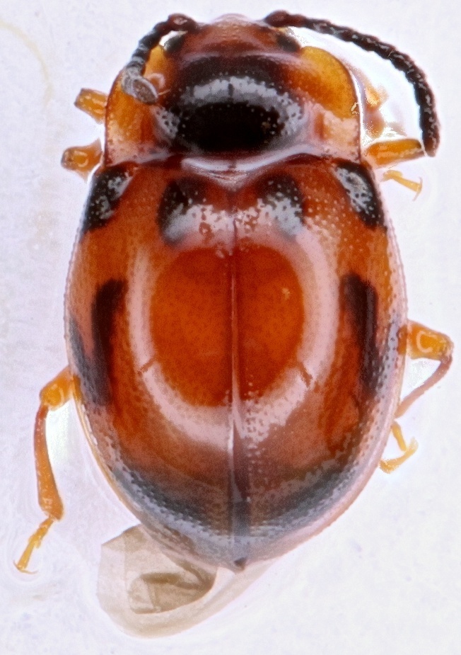 Cucujiform Beetles from Qinling Mountains, China on February 3, 2025 by ...