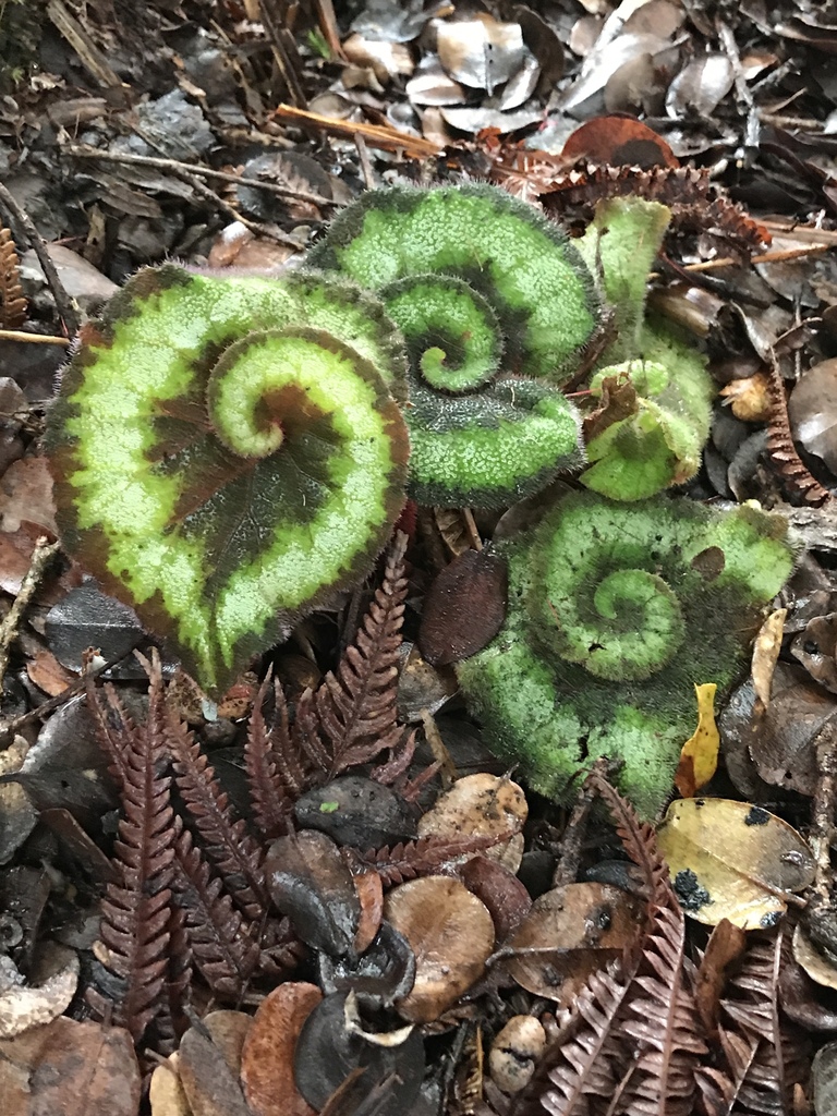Begonia rex-cultorum from 11-3982 Liona St, Volcano, HI, US on July 31 ...