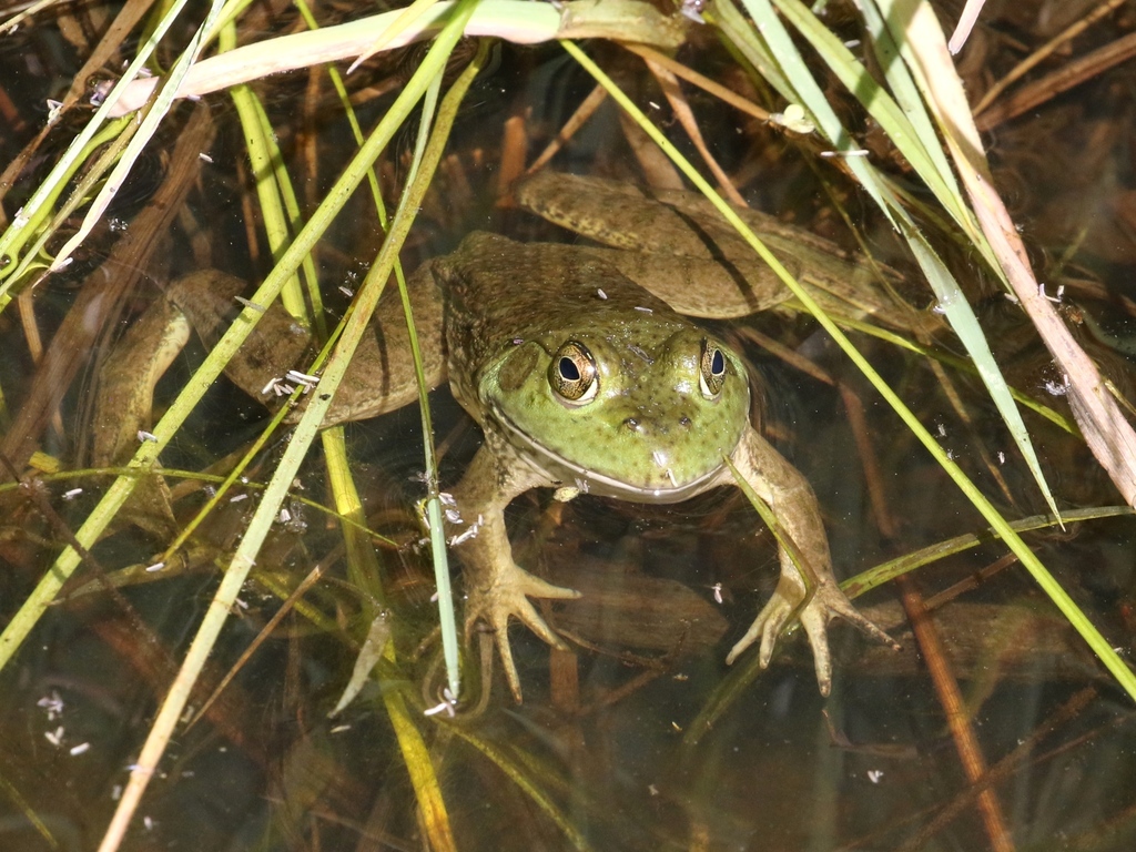 American Bullfrog from El Dorado County, CA, USA on June 22, 2024 at 03 ...