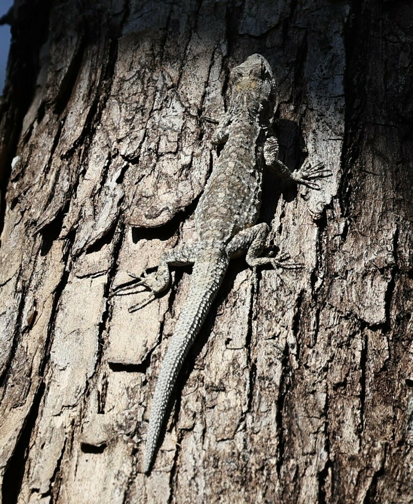 Tropical tree lizard from Santa María Huatulco, Oax., Mexico on January ...